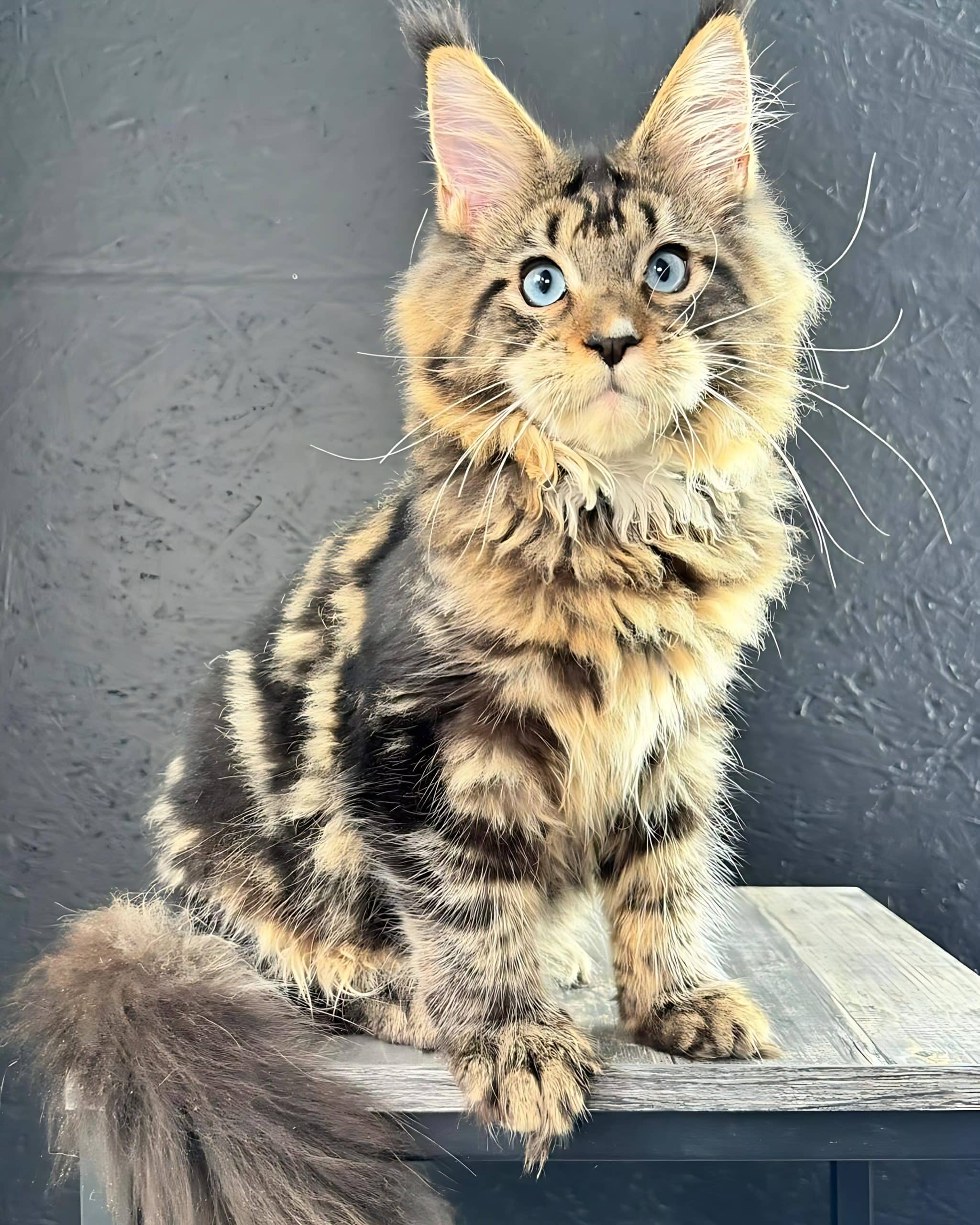 Available Maine Coon Kittens | Loving Purebred Cats